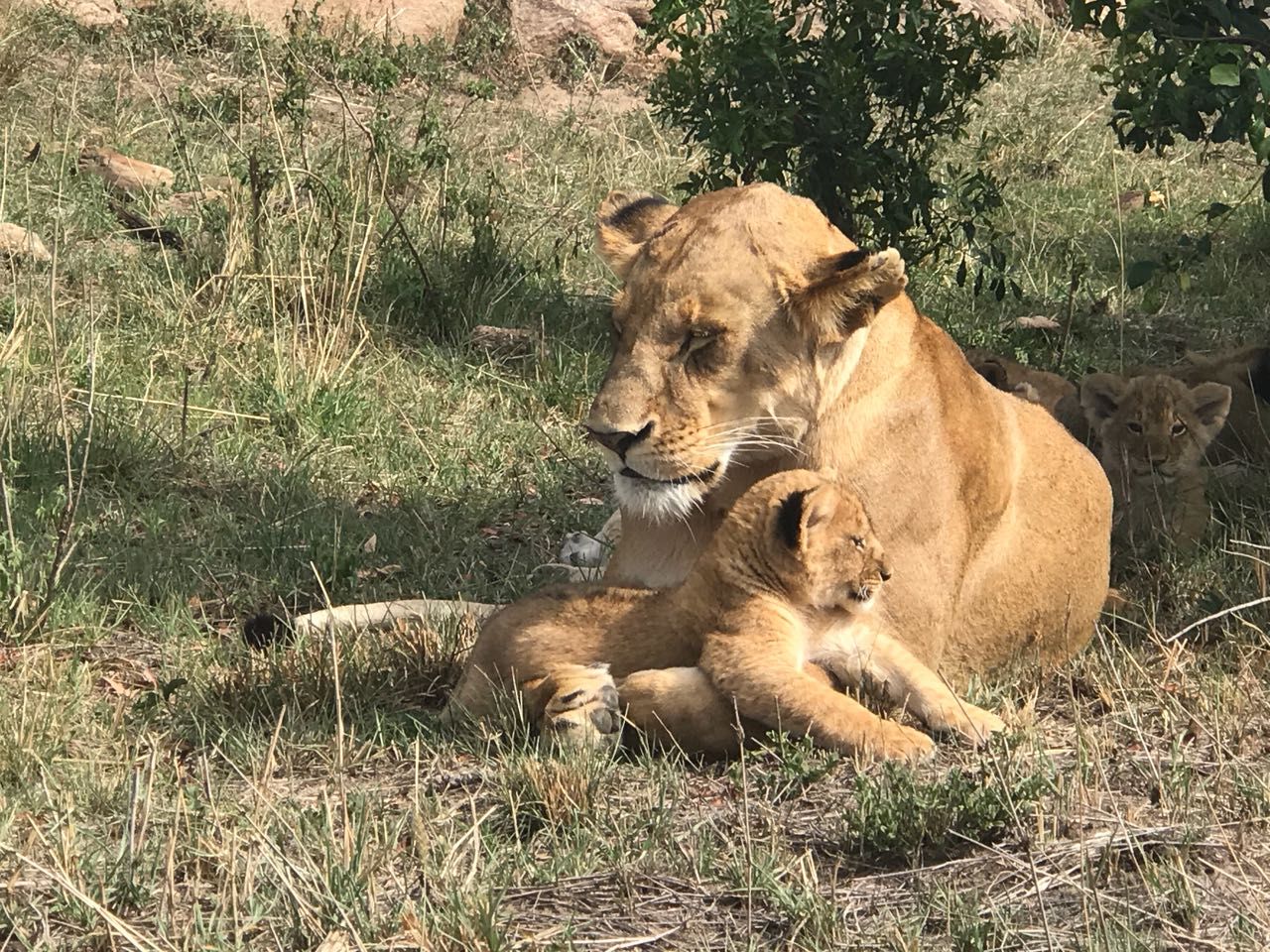 6 Days Masai Mara, Lake Nakuru & Samburu Safari | Best Prices