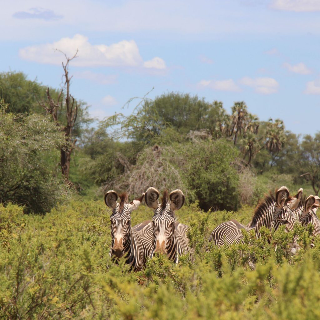 8 Days Samburu – Aberdares – Amboseli – Nakuru - Masai Mara Safari - Bigmac Africa Safaris