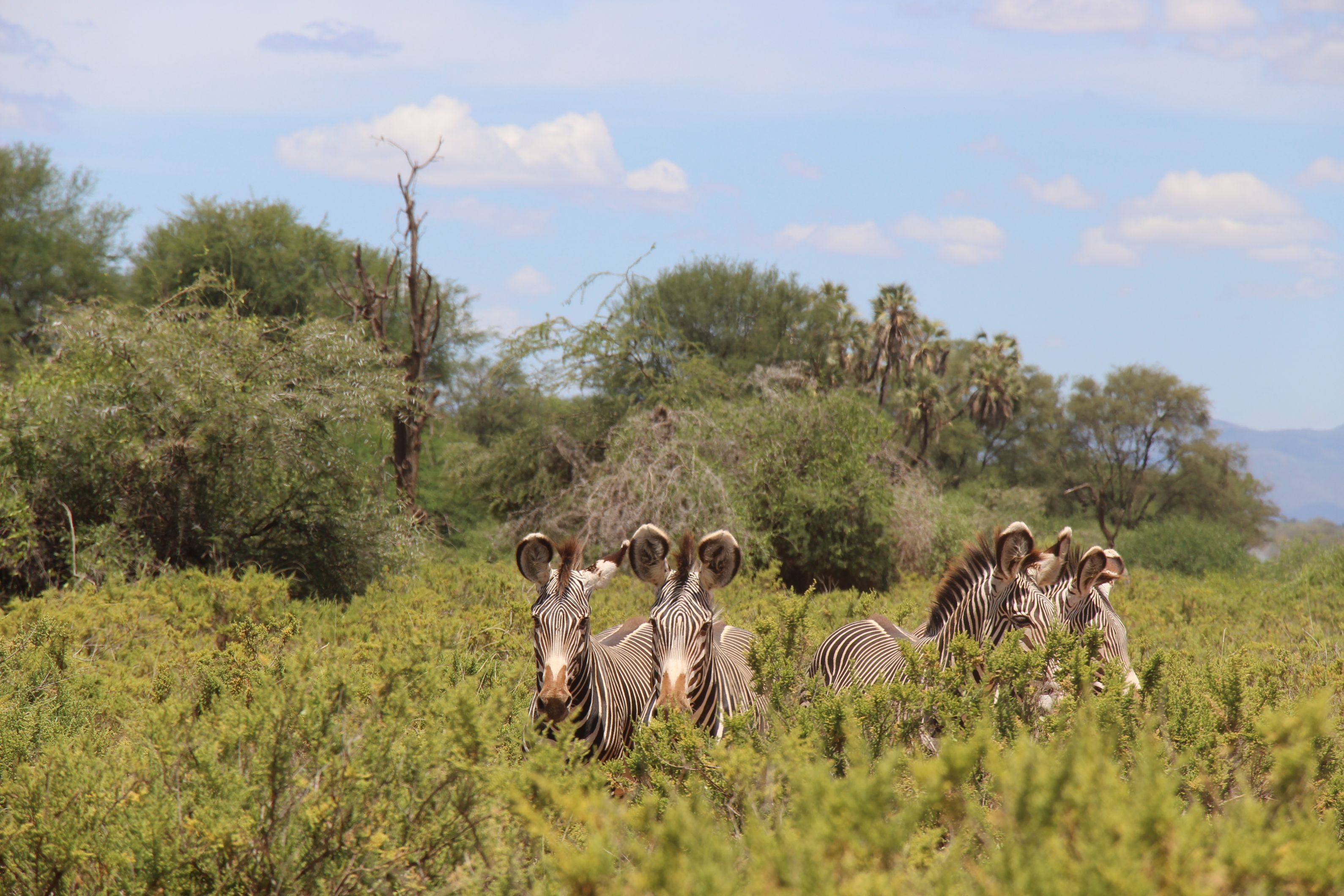 8 Days Samburu – Aberdares – Amboseli – Nakuru - Masai Mara Safari - Bigmac Africa Safaris